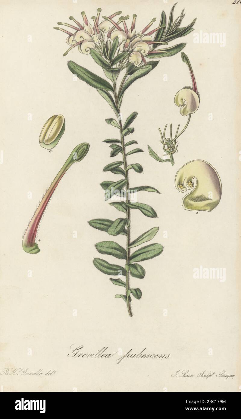 Grevillea pubescens hi-res stock photography and images - Alamy