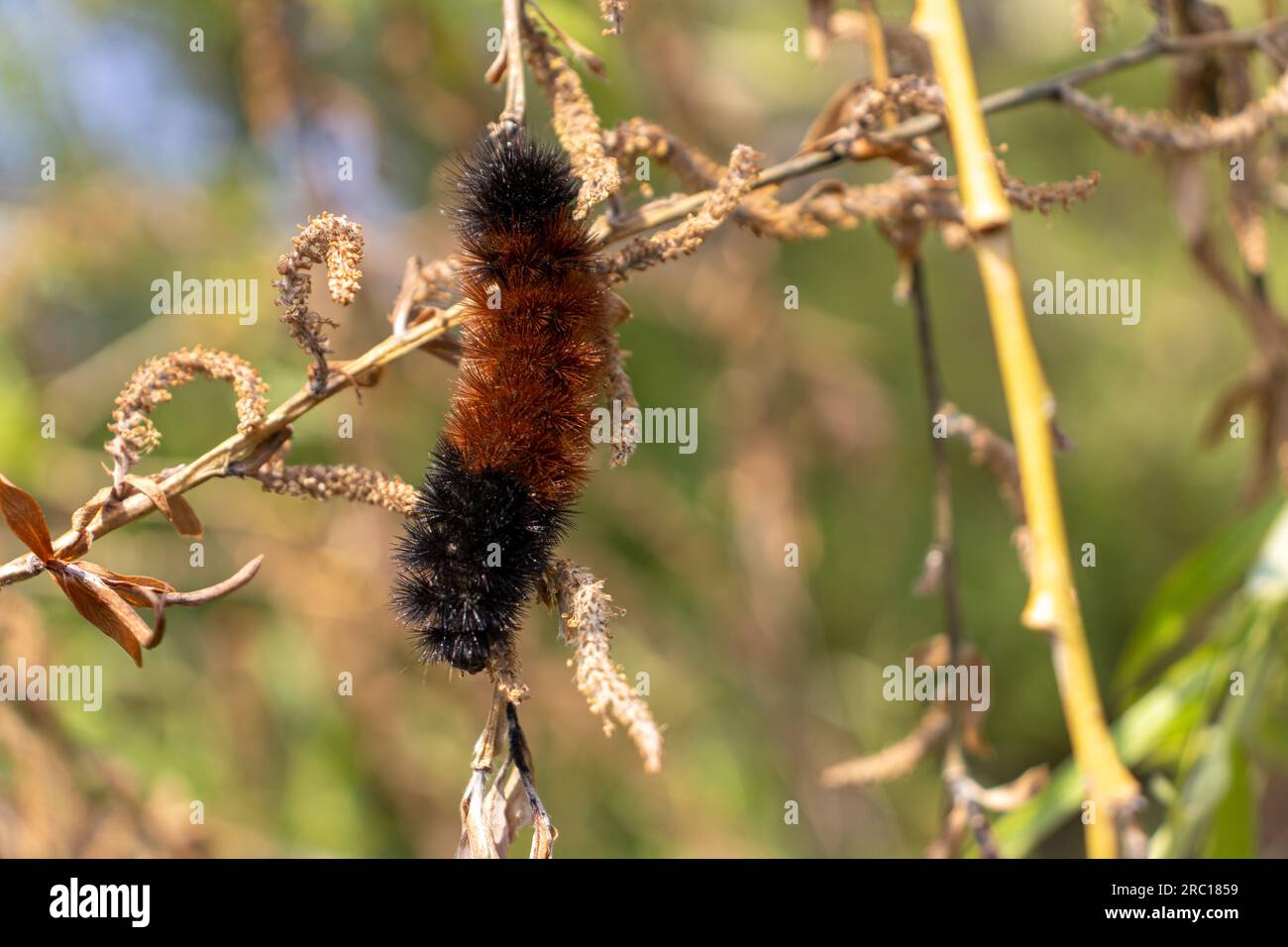 Orange black woolly bear caterpillar crawling over tree branch - green ...