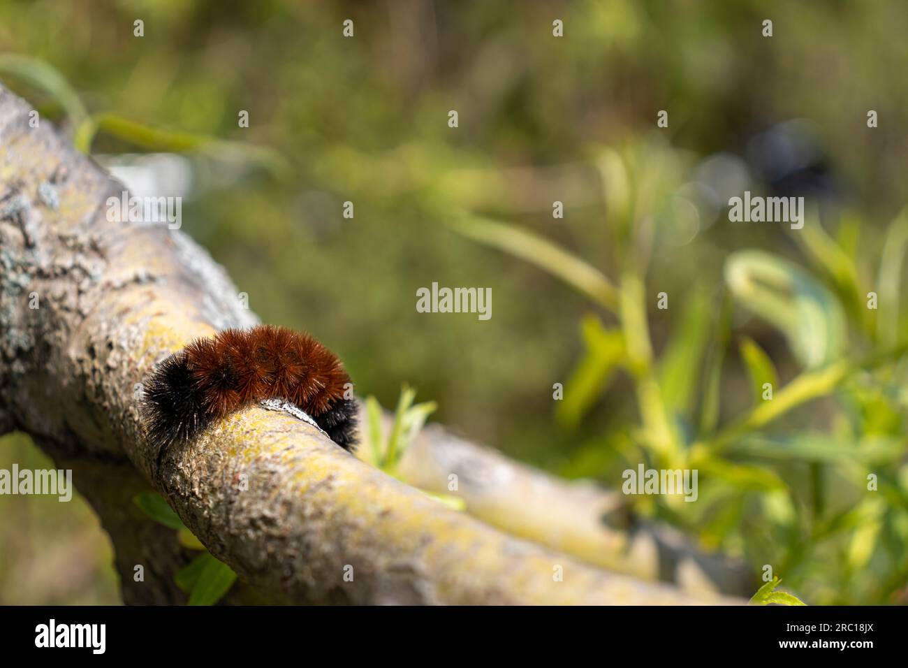 Orange black woolly bear caterpillar crawling over tree branch - green ...