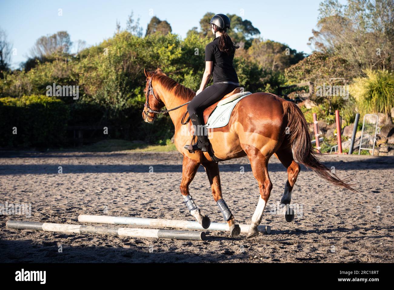 Equine learning hi-res stock photography and images - Alamy