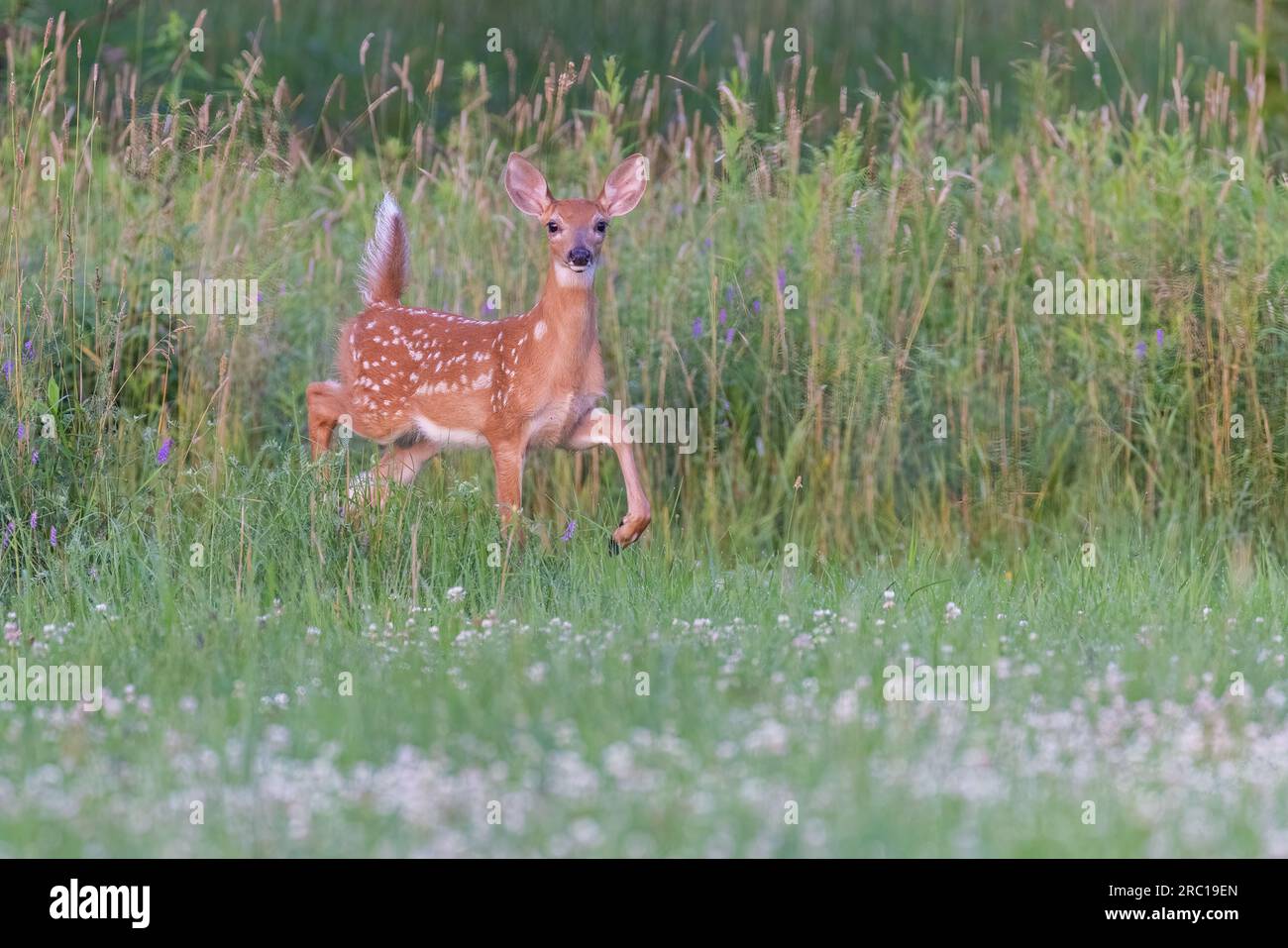 Adorable deer baby walking hi-res stock photography and images - Alamy