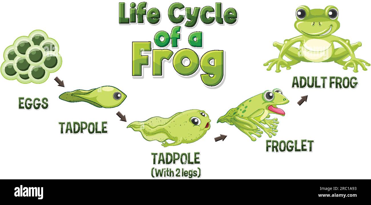 Frog Life Cycle Diagram illustration Stock Vector Image & Art - Alamy