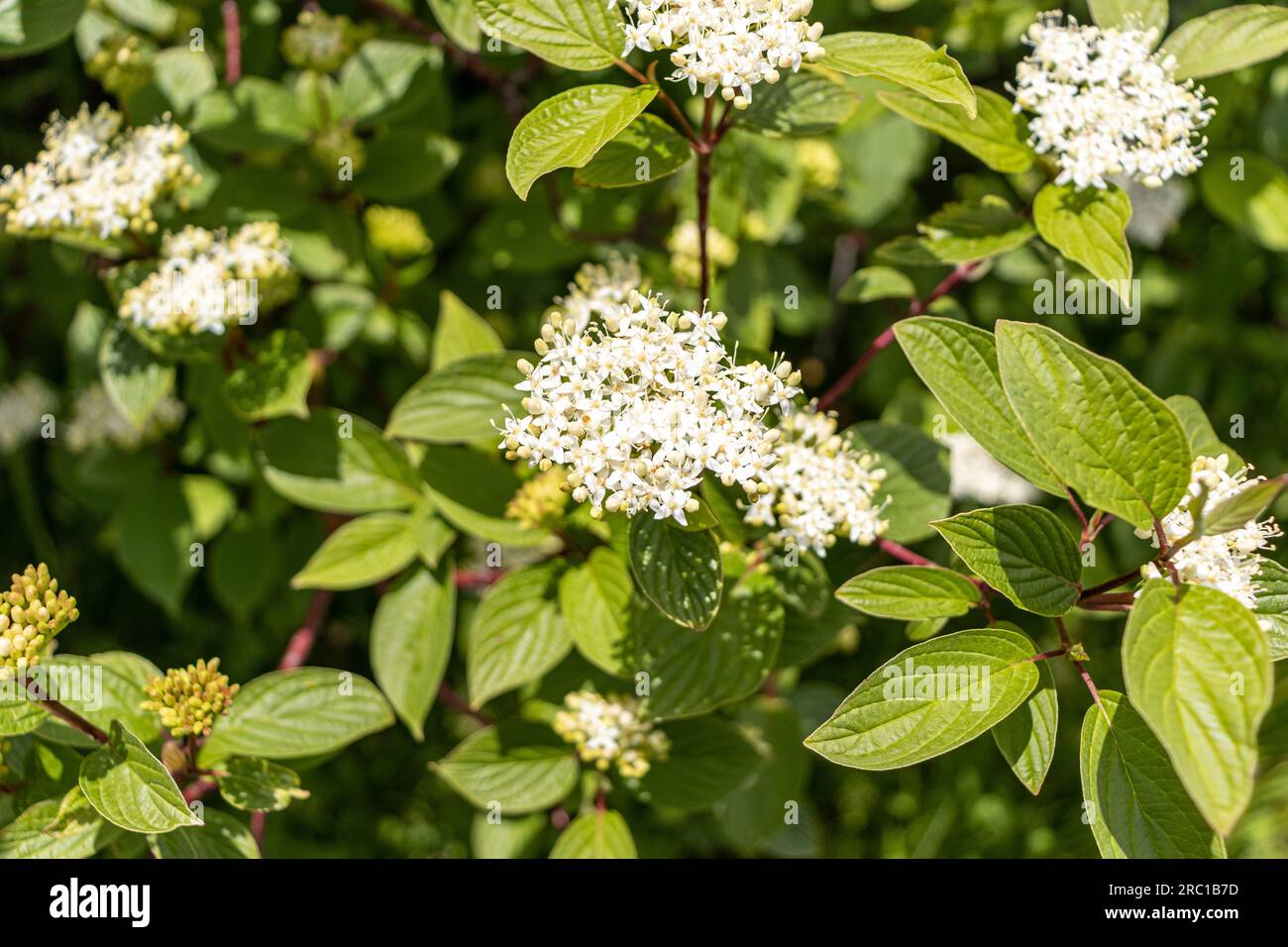 Common white dogwood white flowers - with leaves - blurred background ...