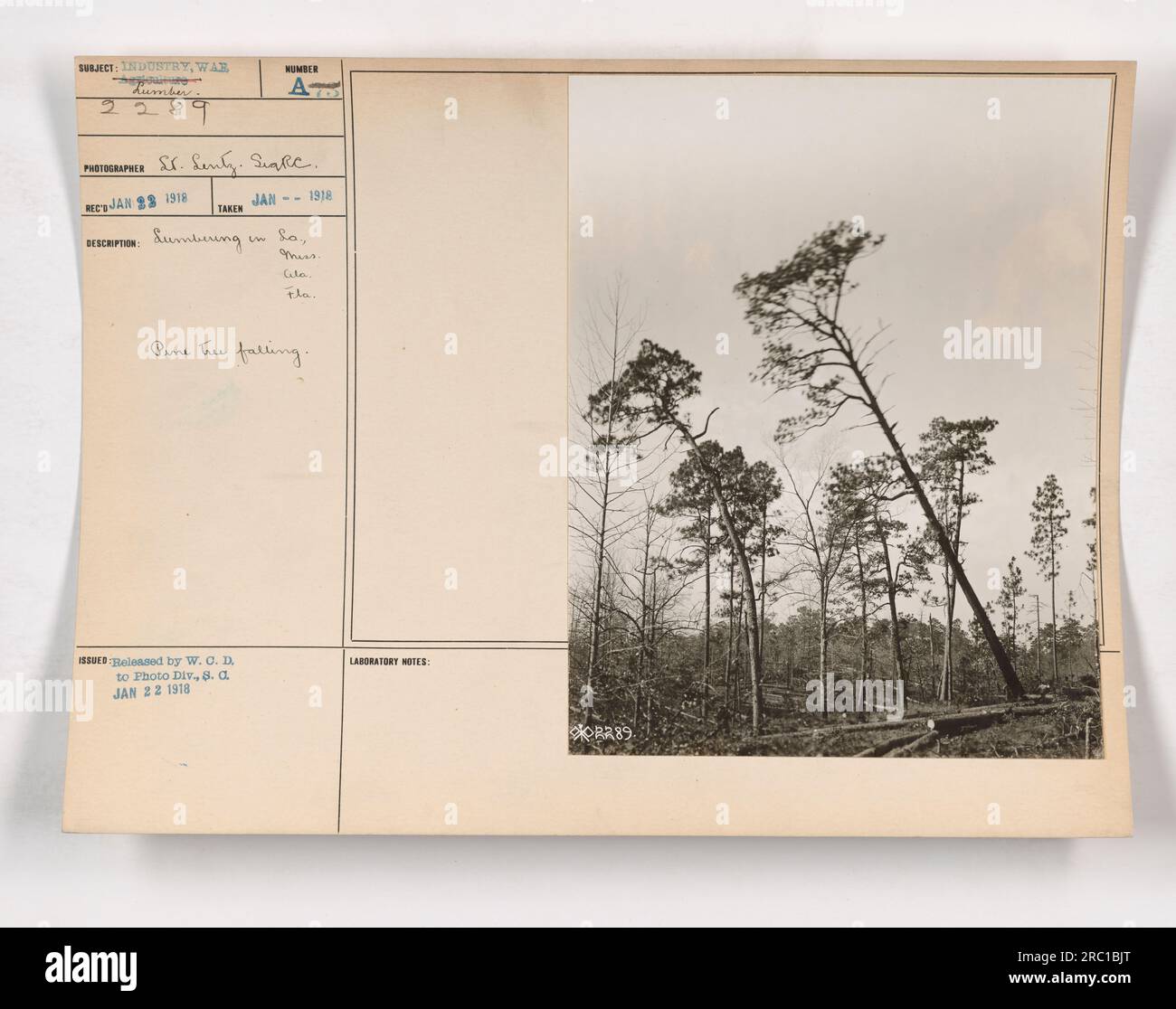 A pine tree falling during lumbering activities in Alabama, Florida ...