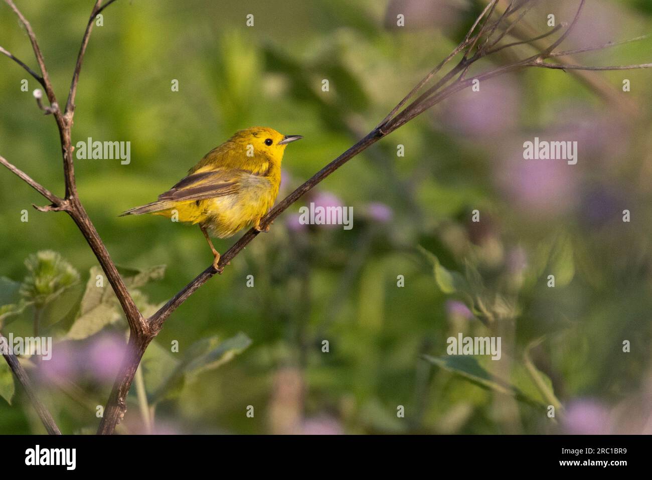 yellow warbler (Setophaga petechia Stock Photo - Alamy