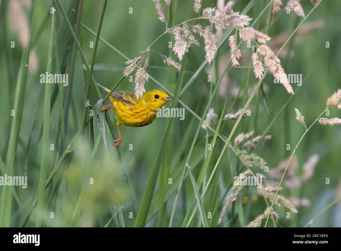 yellow warbler (Setophaga petechia Stock Photo - Alamy