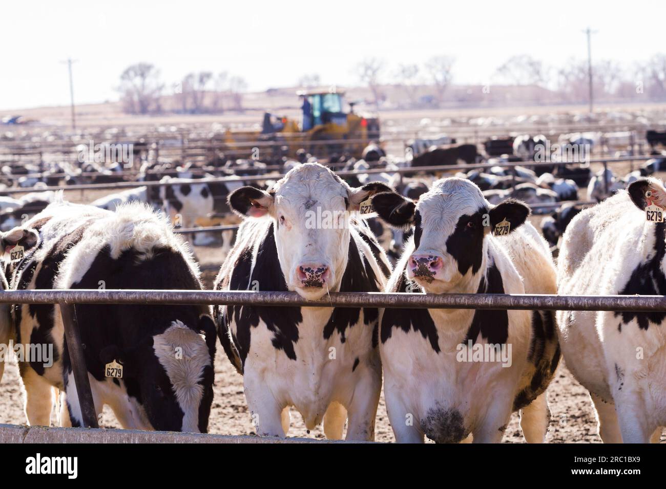 Cattle in outdoor feedlot Stock Photo - Alamy