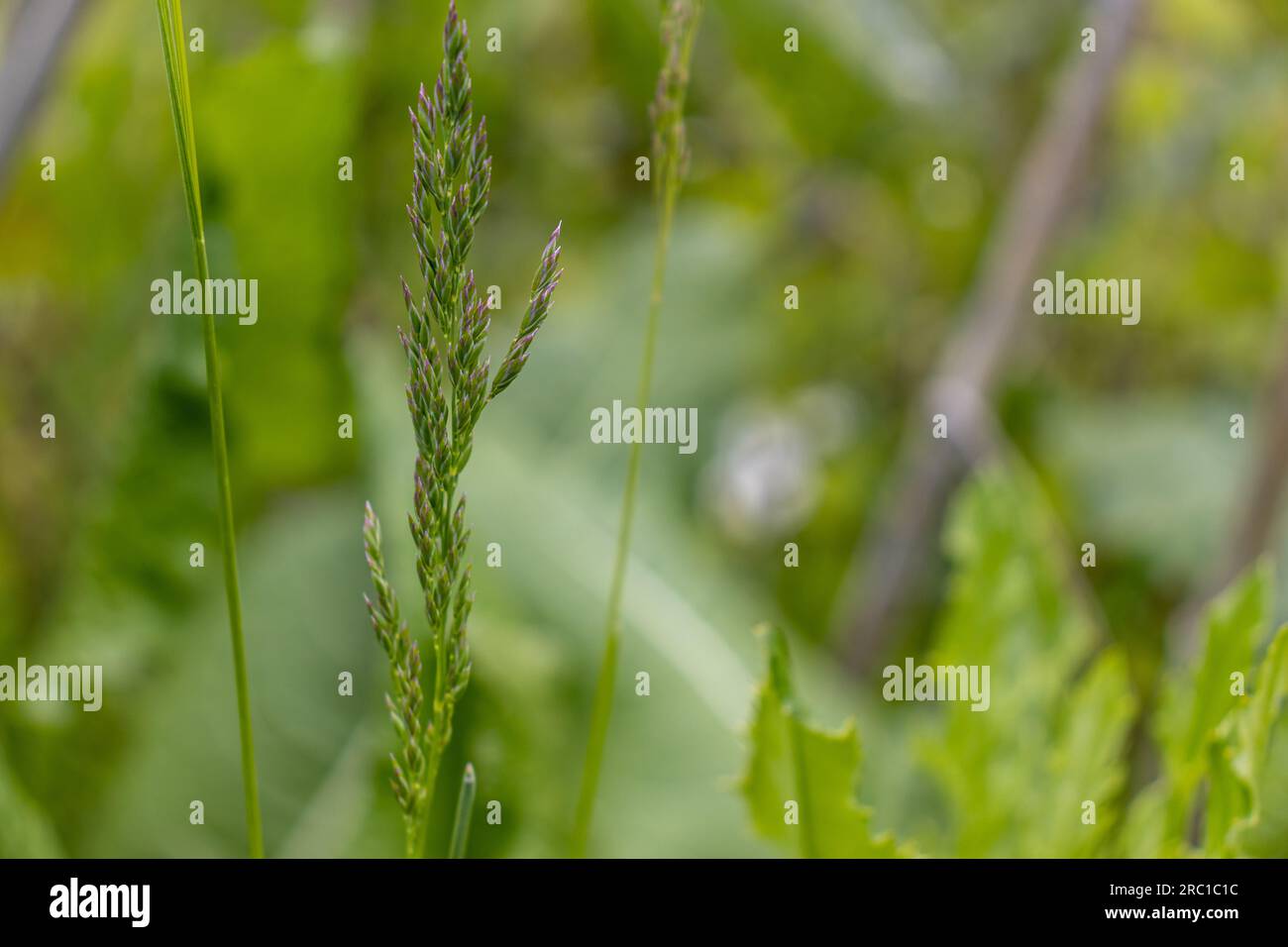 Kentucky bluegrass - blurred leaf green background. Taken in Toronto ...