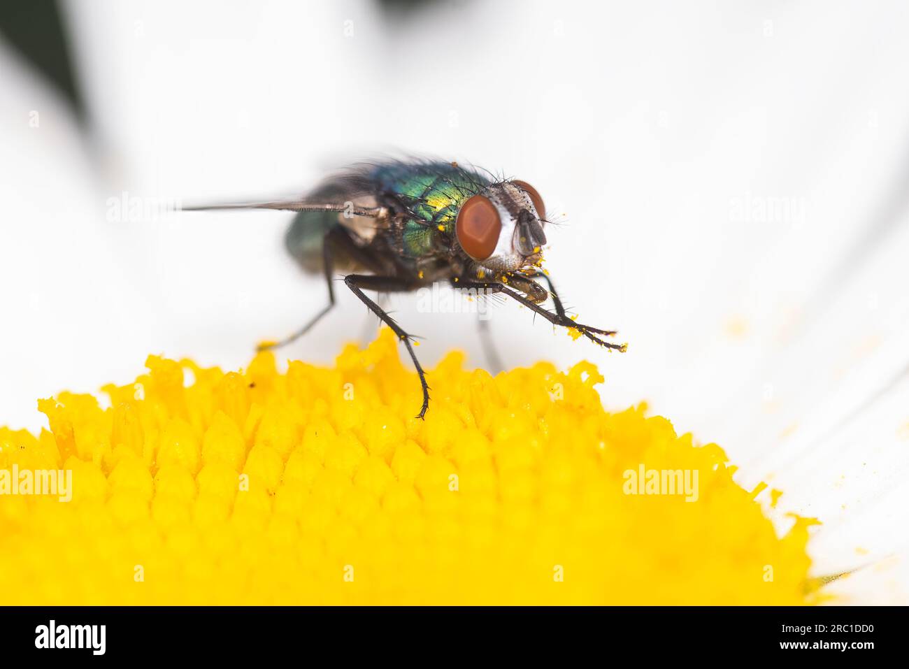 common green bottle fly (Lucilia sericata Stock Photo - Alamy
