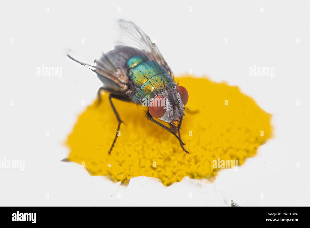 common green bottle fly (Lucilia sericata Stock Photo - Alamy