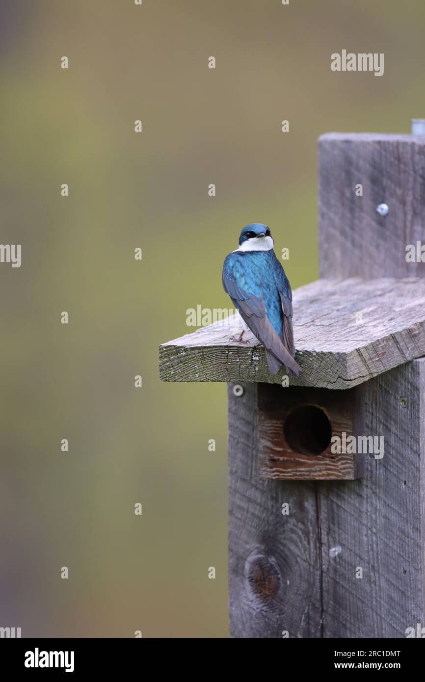 A tree swallow on a bluebird box with its head turned completely around ...