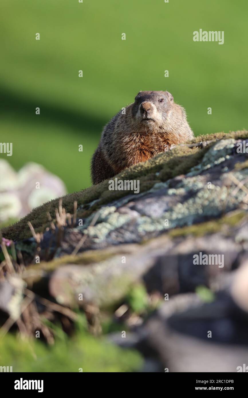 Mossy rocks hi-res stock photography and images - Alamy