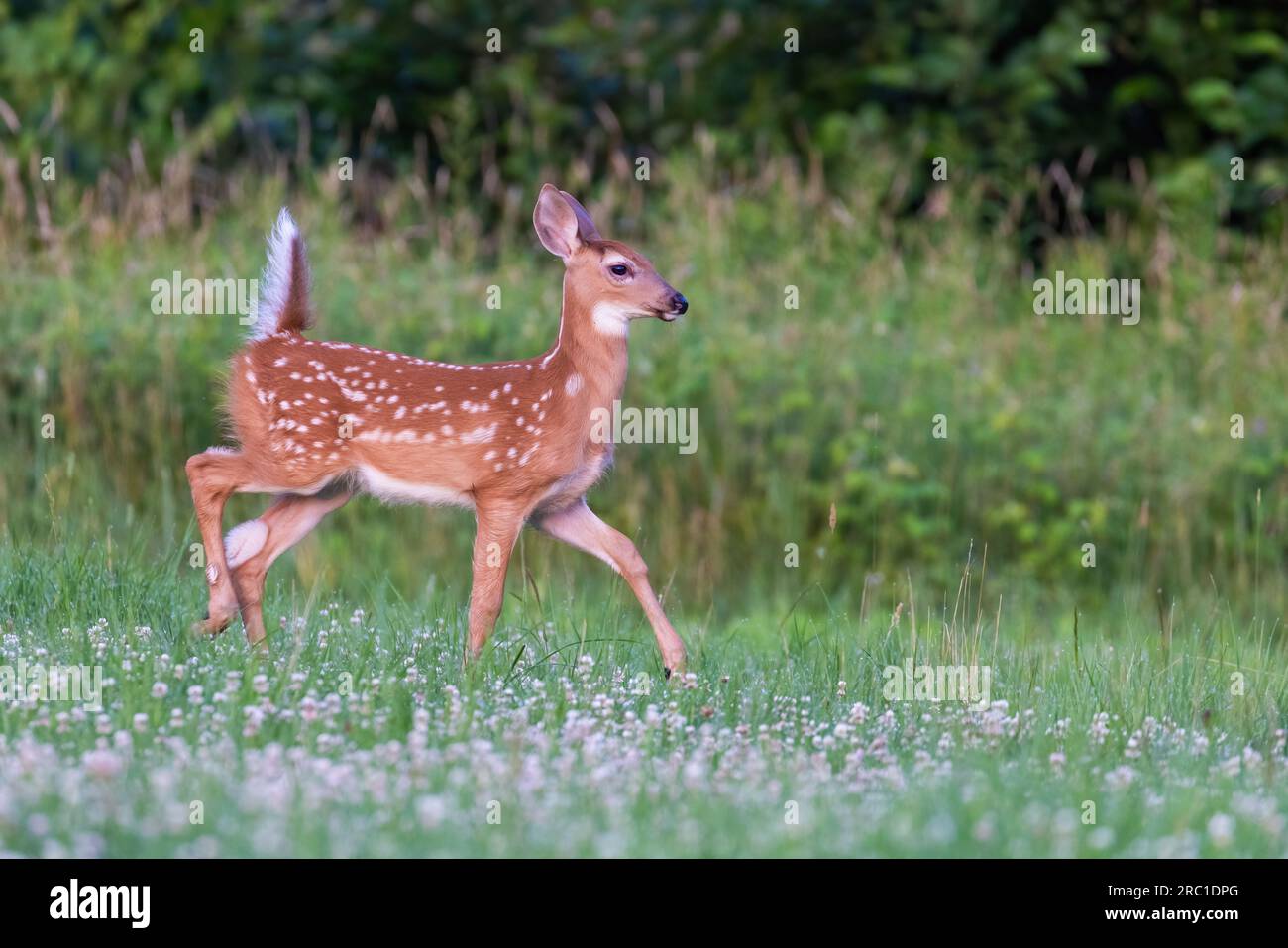 Adorable deer baby walking hi-res stock photography and images - Alamy