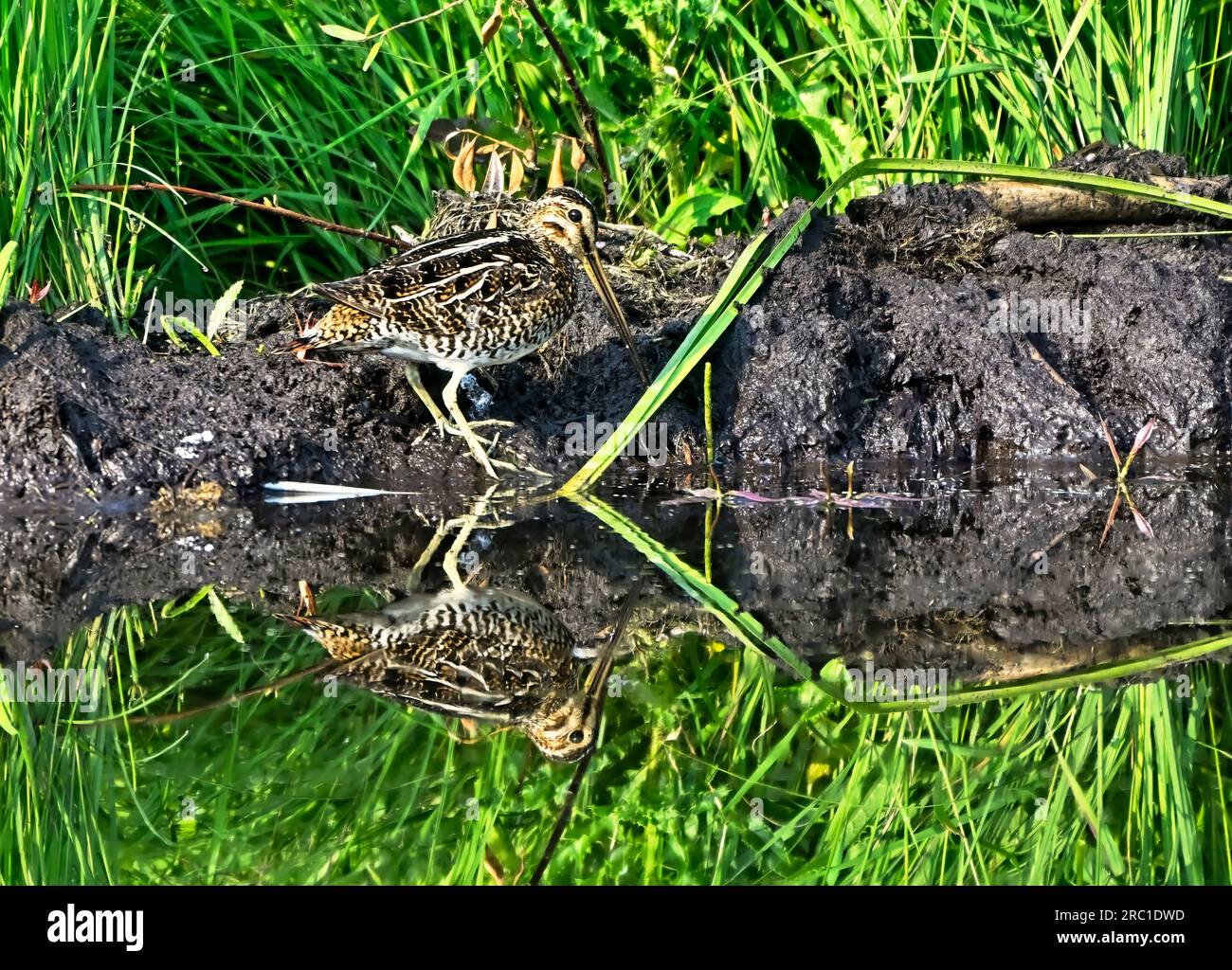 A Wilson's snipe ",Gallinago gallinago", foraging on a fresh beaver dam ...