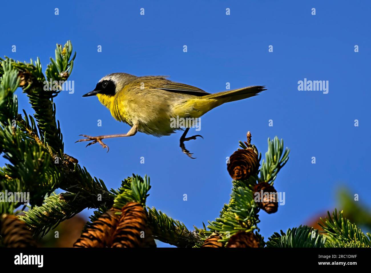A Common Yellow-throat Warbler"Geothlypis trichas", jumping from one ...