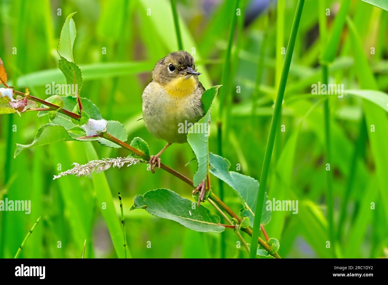 A female Yellow-throat Warbler"Geothlypis trichas", perched on a branch ...
