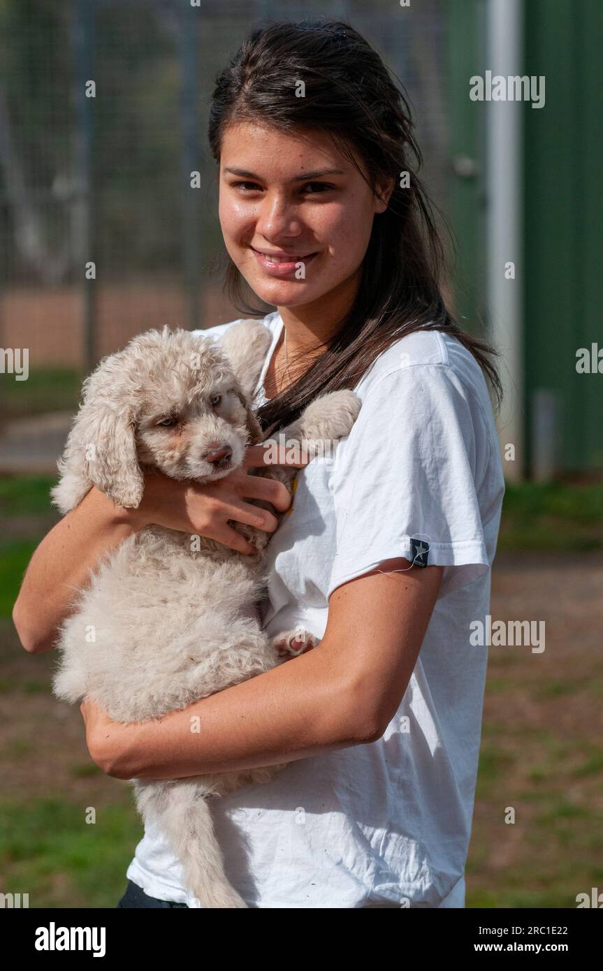 Young girl choosing a labradoodle puppy at a a dog breeding farm in ...