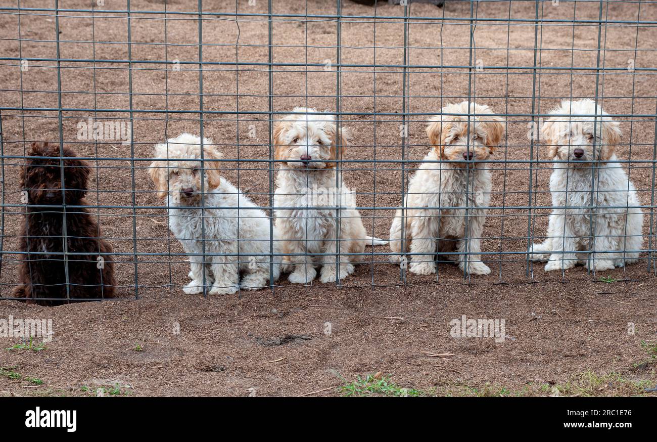 Labradoodle, labrador poodle crossbred puppies at a puppy farm in ...