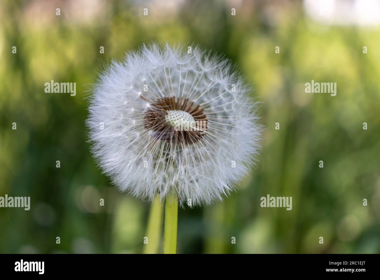 Dandelion fluff pappus seeds, half blown away - close up green ...
