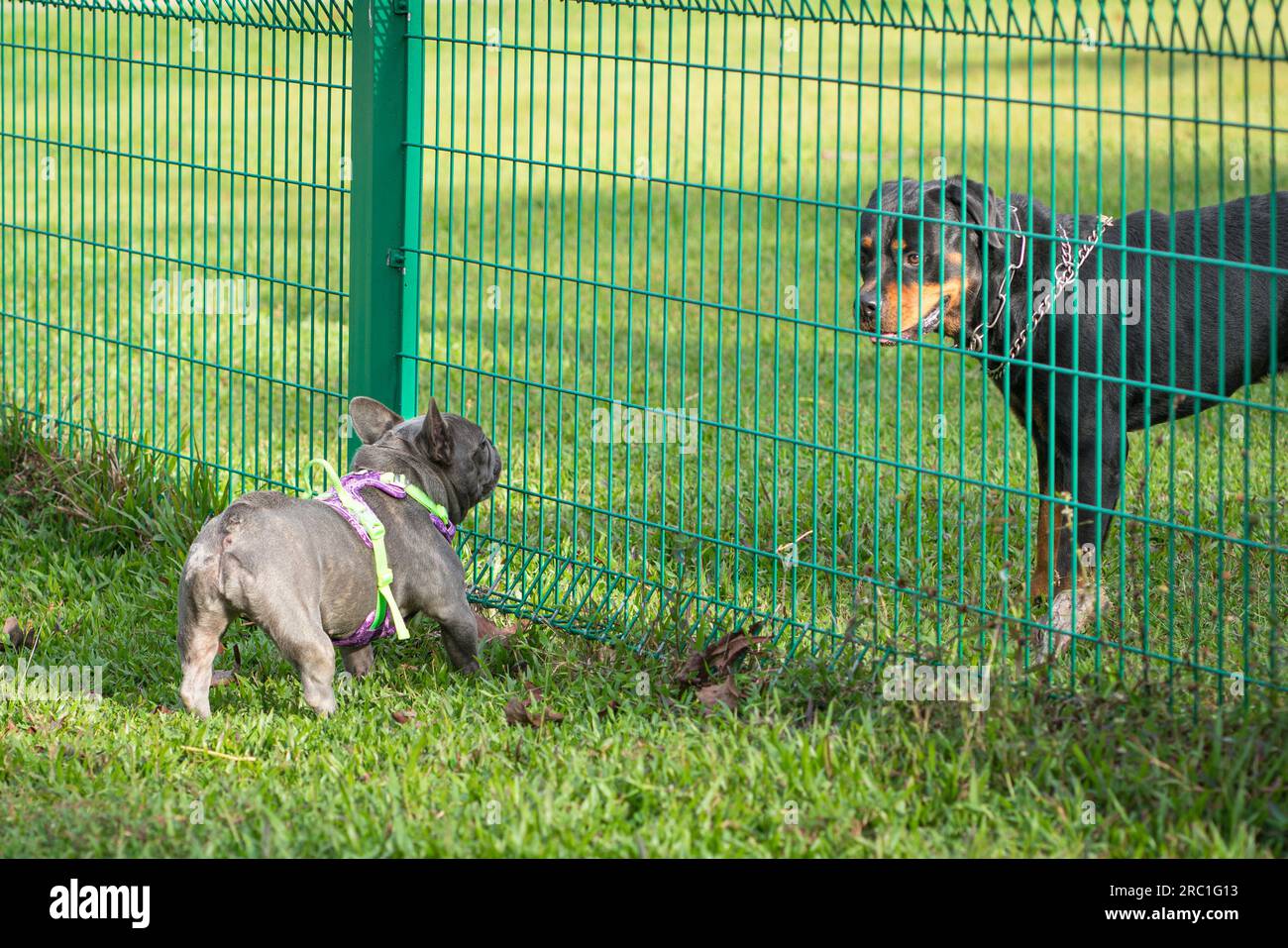 Two dogs, Rottweiler and French Bull facing each other. Dog ...