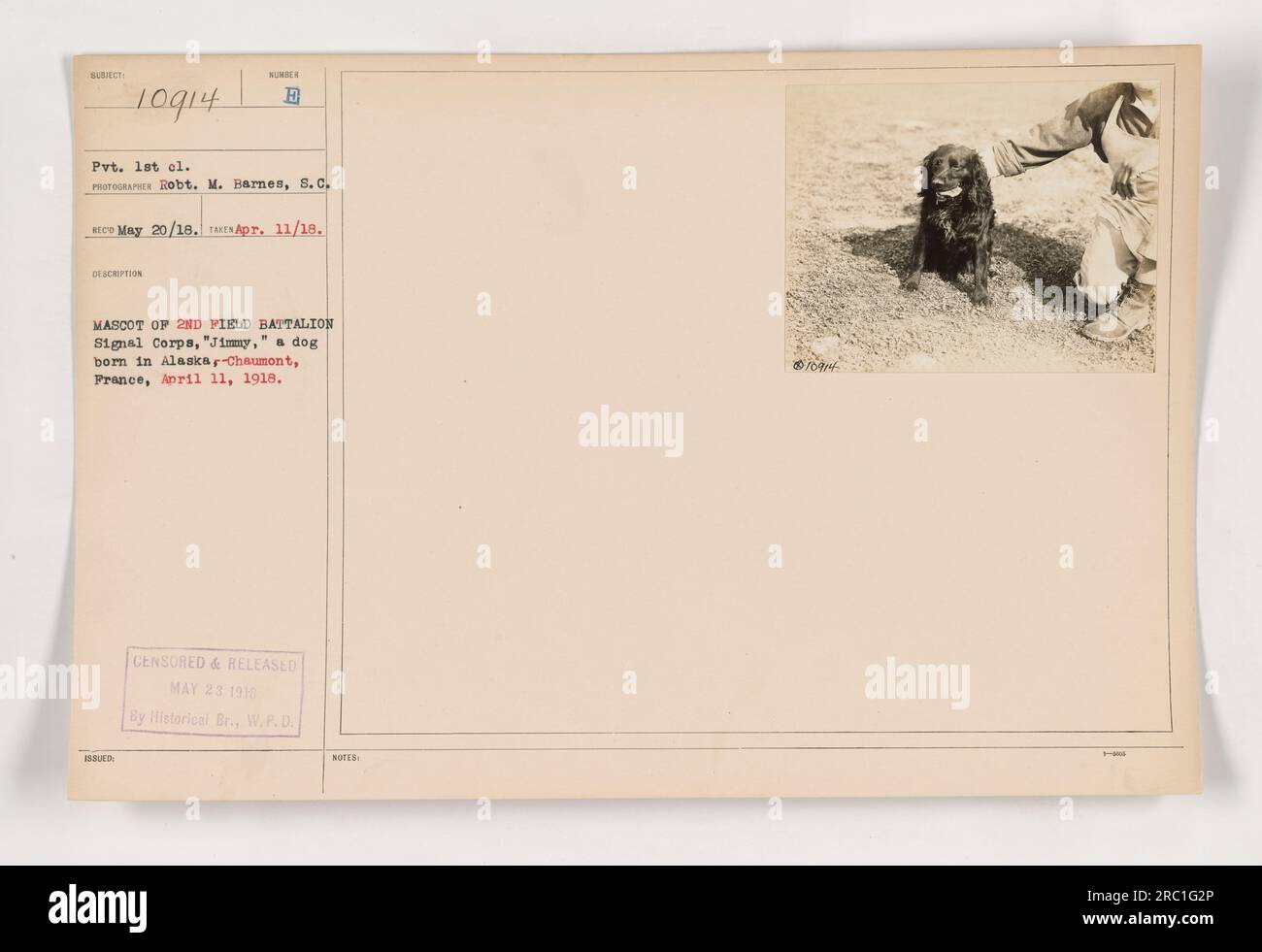 "Mascot of 2nd Field Battalion Signal Corps, 'Jimmy,' a dog born in ...