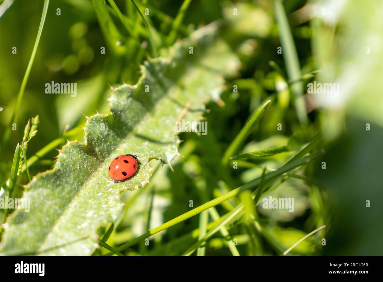 Red ladybug crawling on green leaf. Taken in Toronto, Canada Stock ...