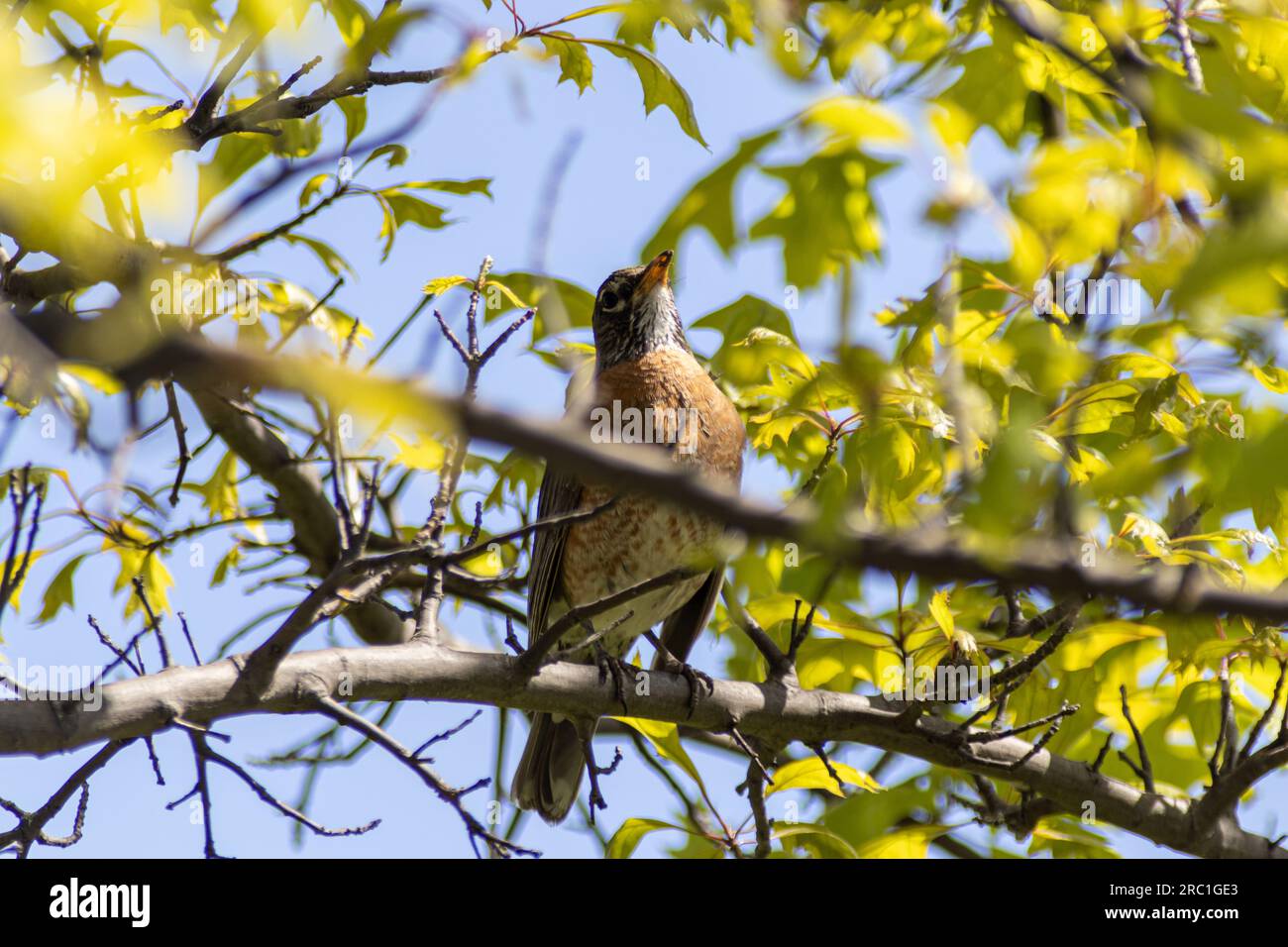 American robin perched on tree - green leaf background. Taken in ...