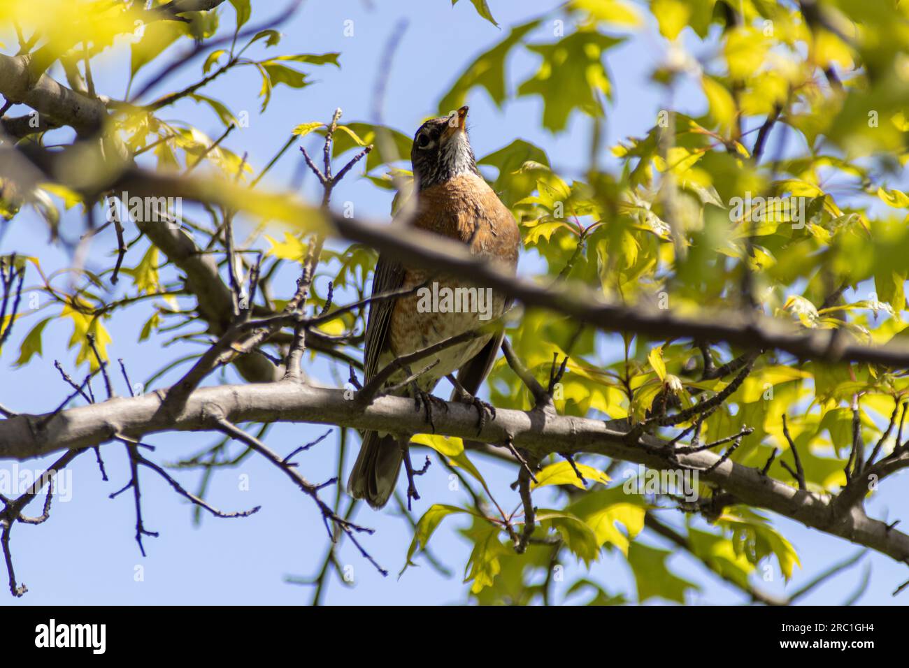 American robin perched on tree - green leaf background. Taken in ...