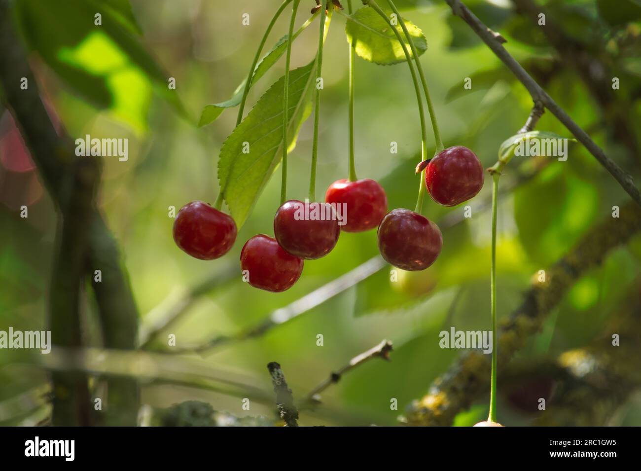 Clusters of bright red cherries in various stages of ripeness, hanging ...