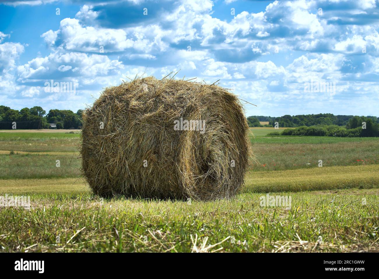 Large roll of hay sitting on the drought worn grass ground in front of ...