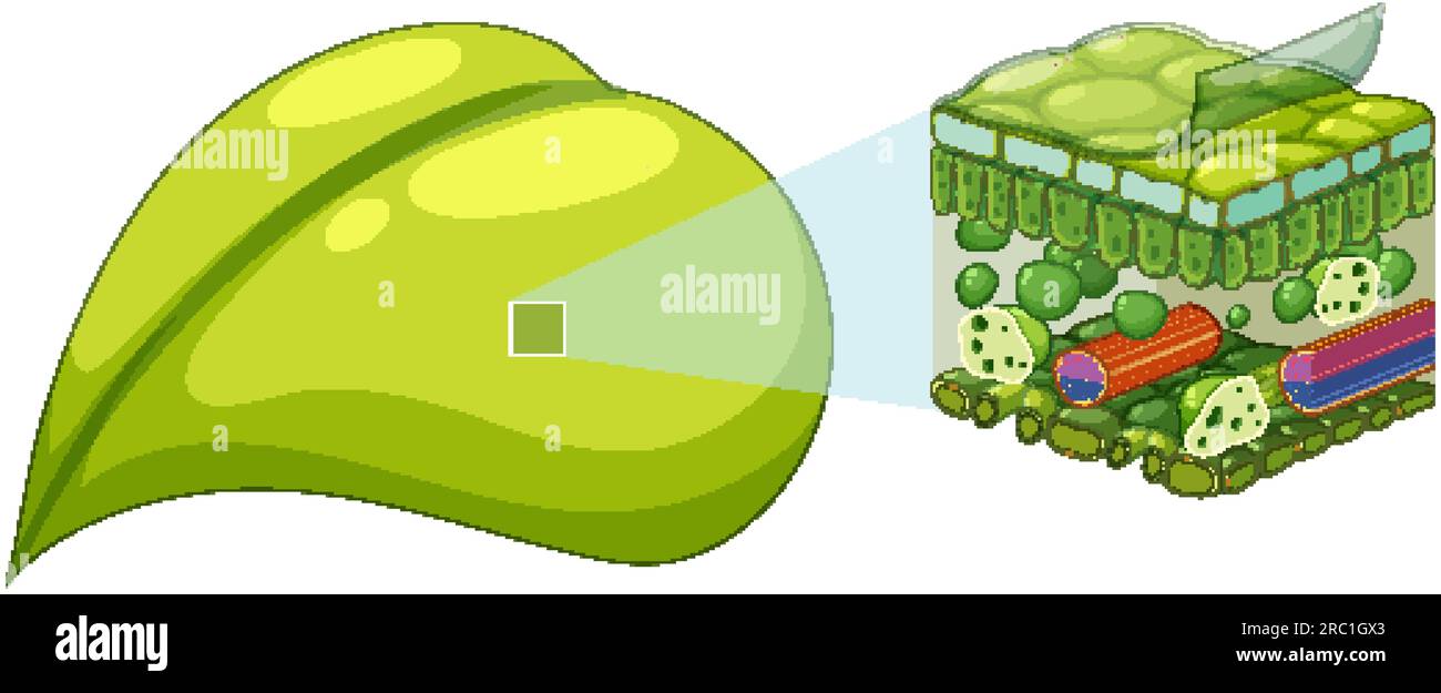 Internal structure of leaf diagram illustration Stock Vector Image ...
