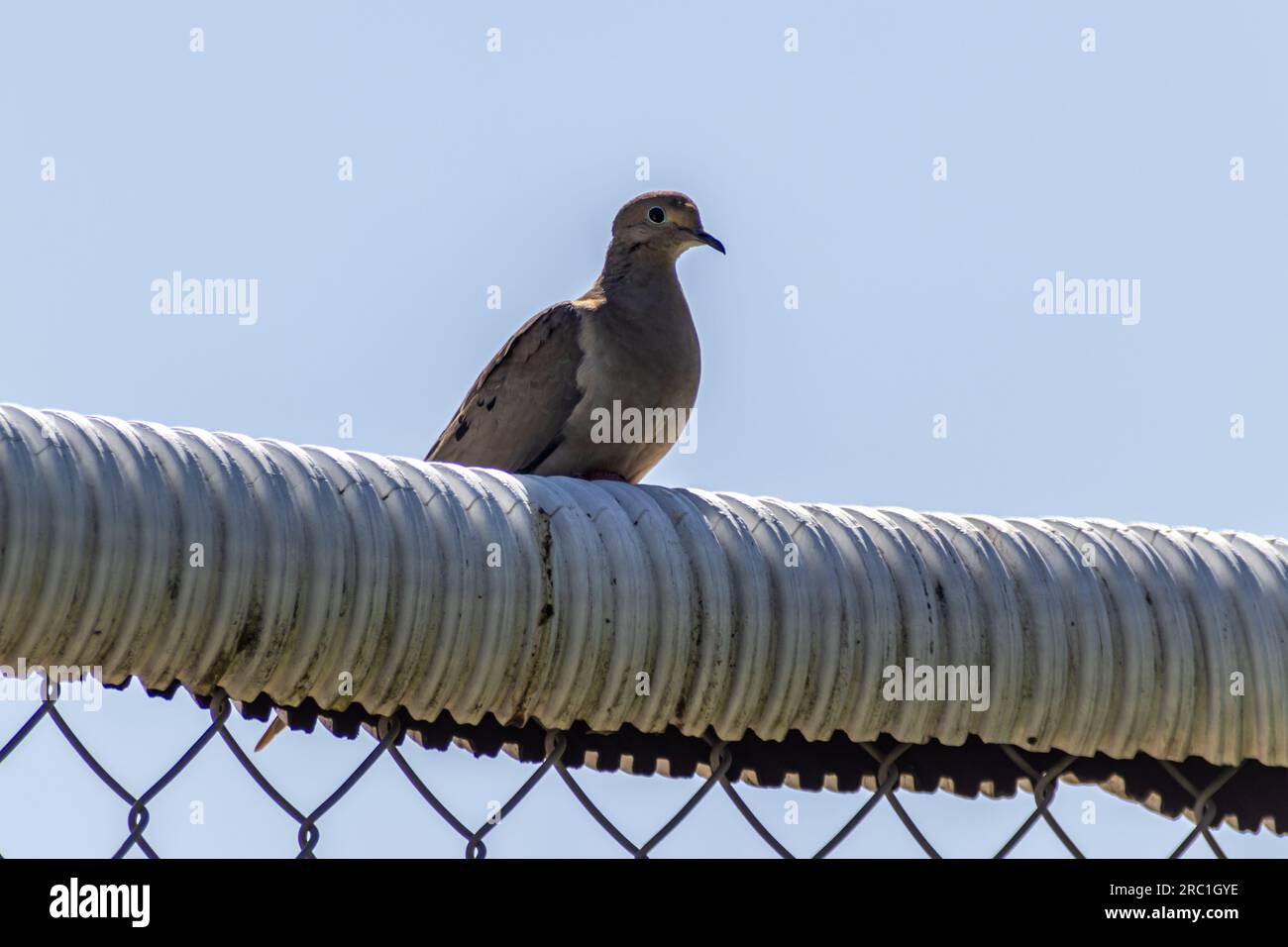 Mourning dove perched on metal fence - close-up portrait - blue sky ...