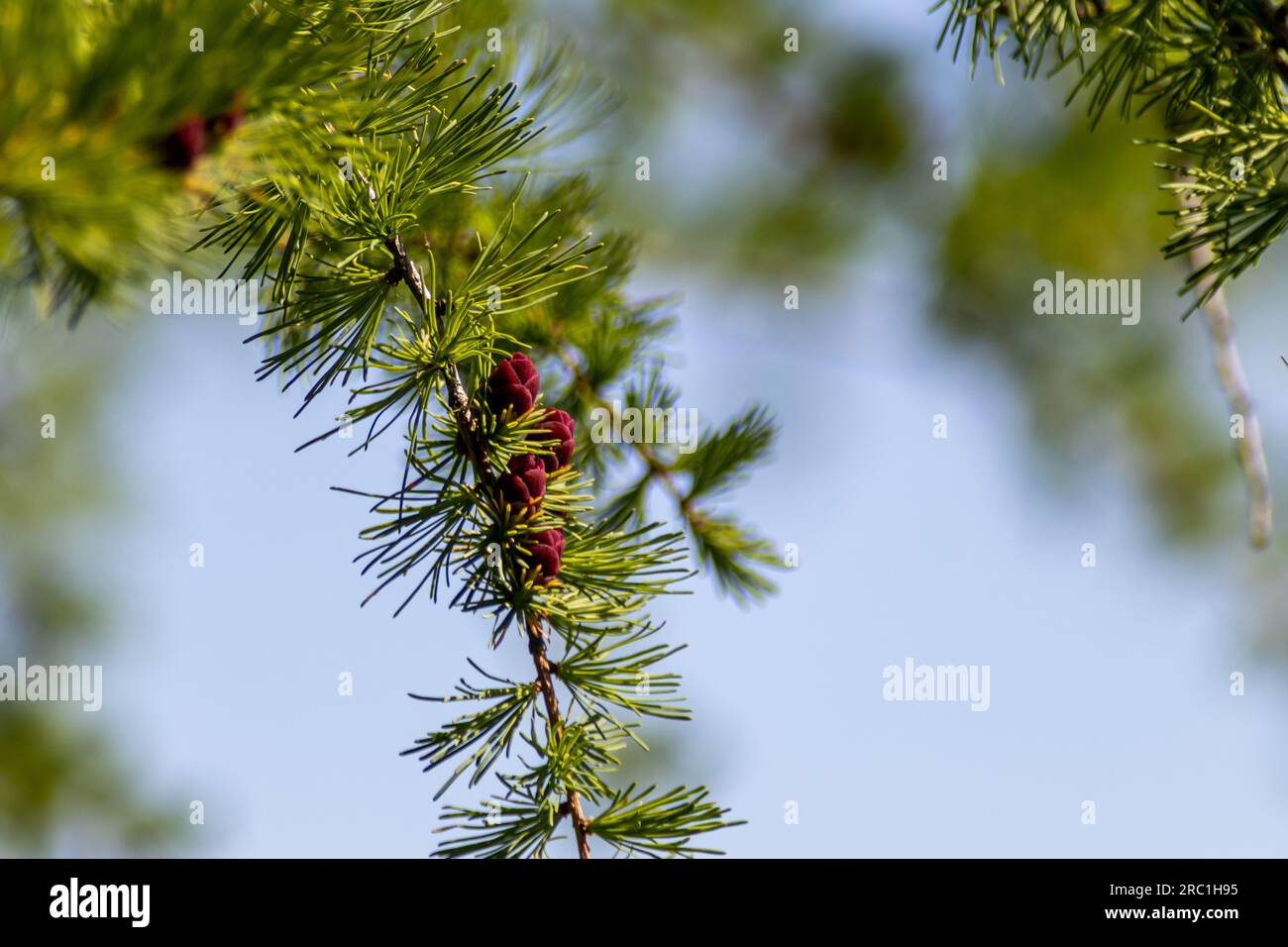 Tamarack pine hi-res stock photography and images - Alamy