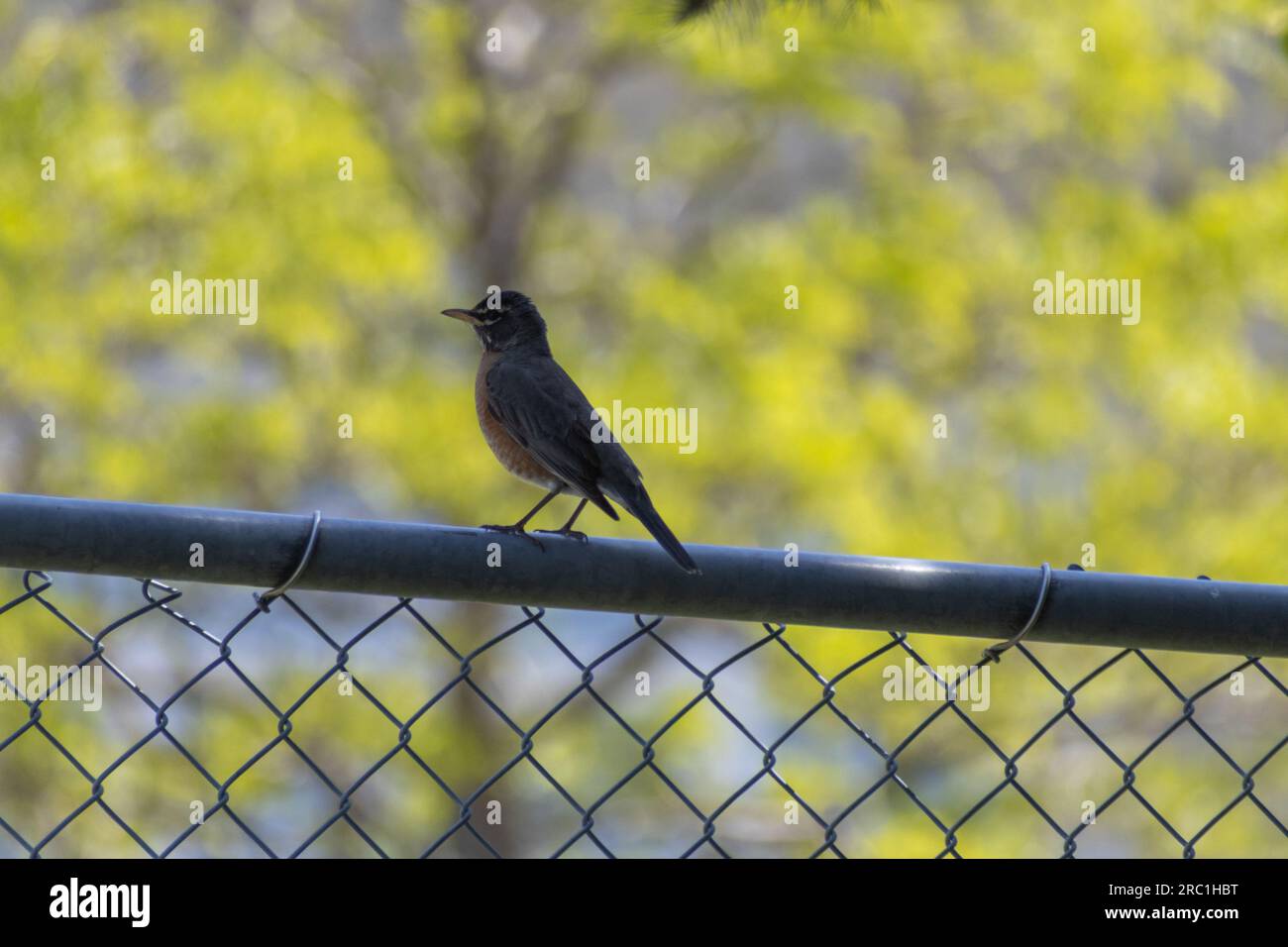 American robin bird perched on metal wire fence - blurred green trees ...