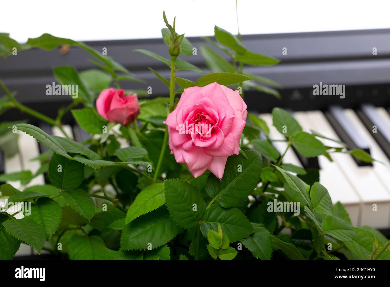 Piano keys rose flower hi-res stock photography and images - Alamy