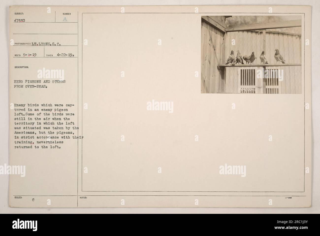 Captured enemy pigeons hi-res stock photography and images - Alamy