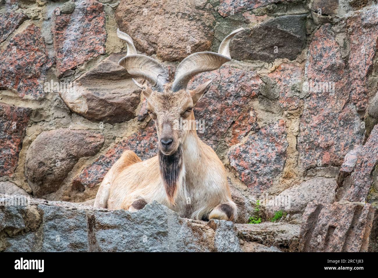 Close-up portrait of Markhor, Capra falconeri, wild goat native to ...