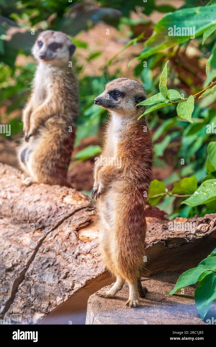 Two cute curious meerkats stand on their hind legs on a sandy hill and ...