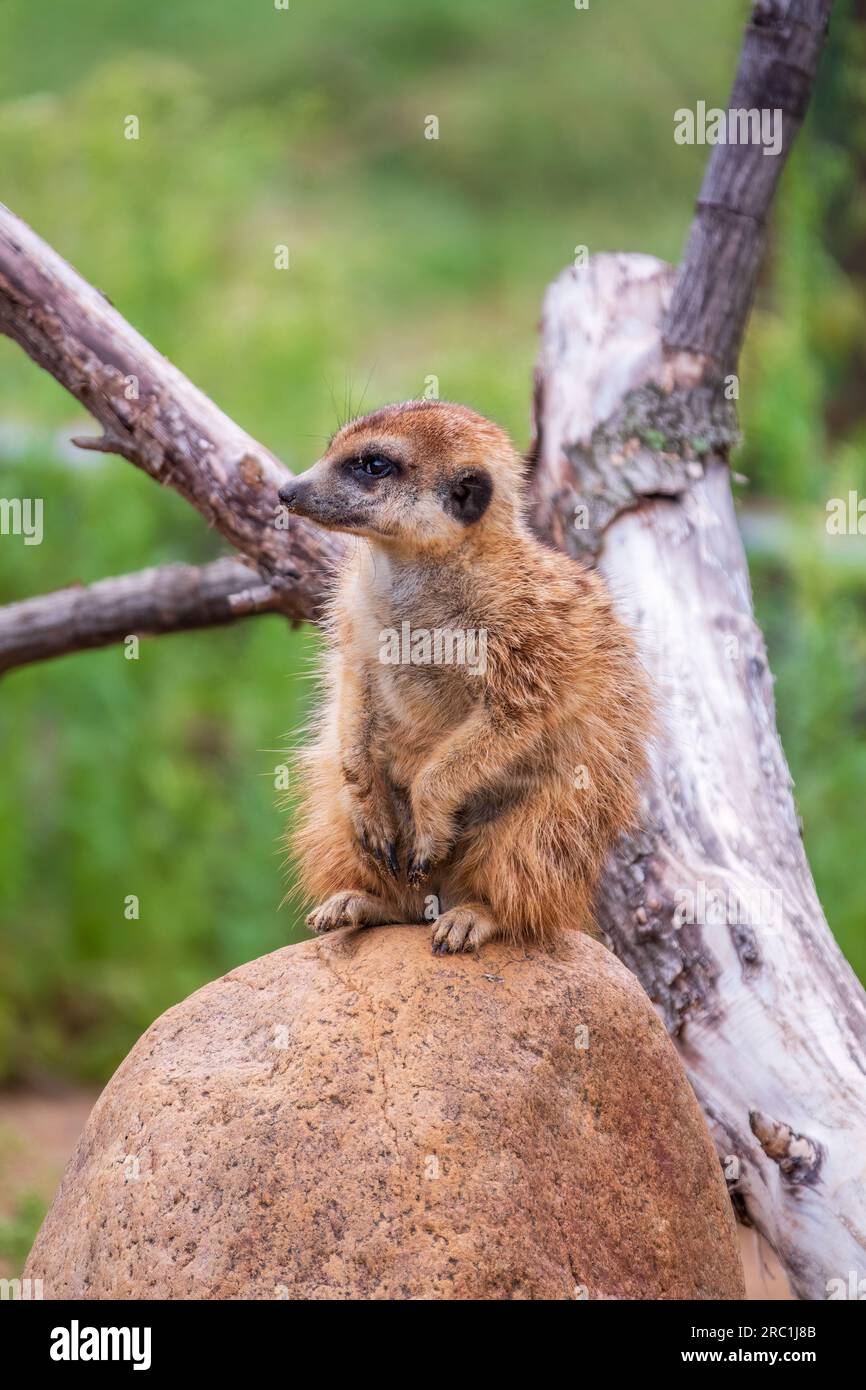 Meerkat ,Suricata suricatta, on hind legs. Portrait of meerkat standing ...