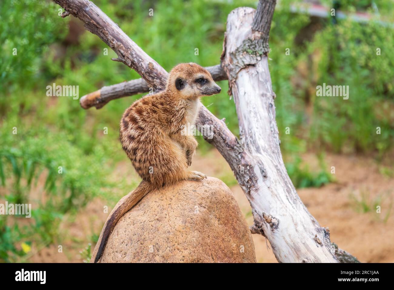Meerkat ,Suricata suricatta, on hind legs. Portrait of meerkat standing ...