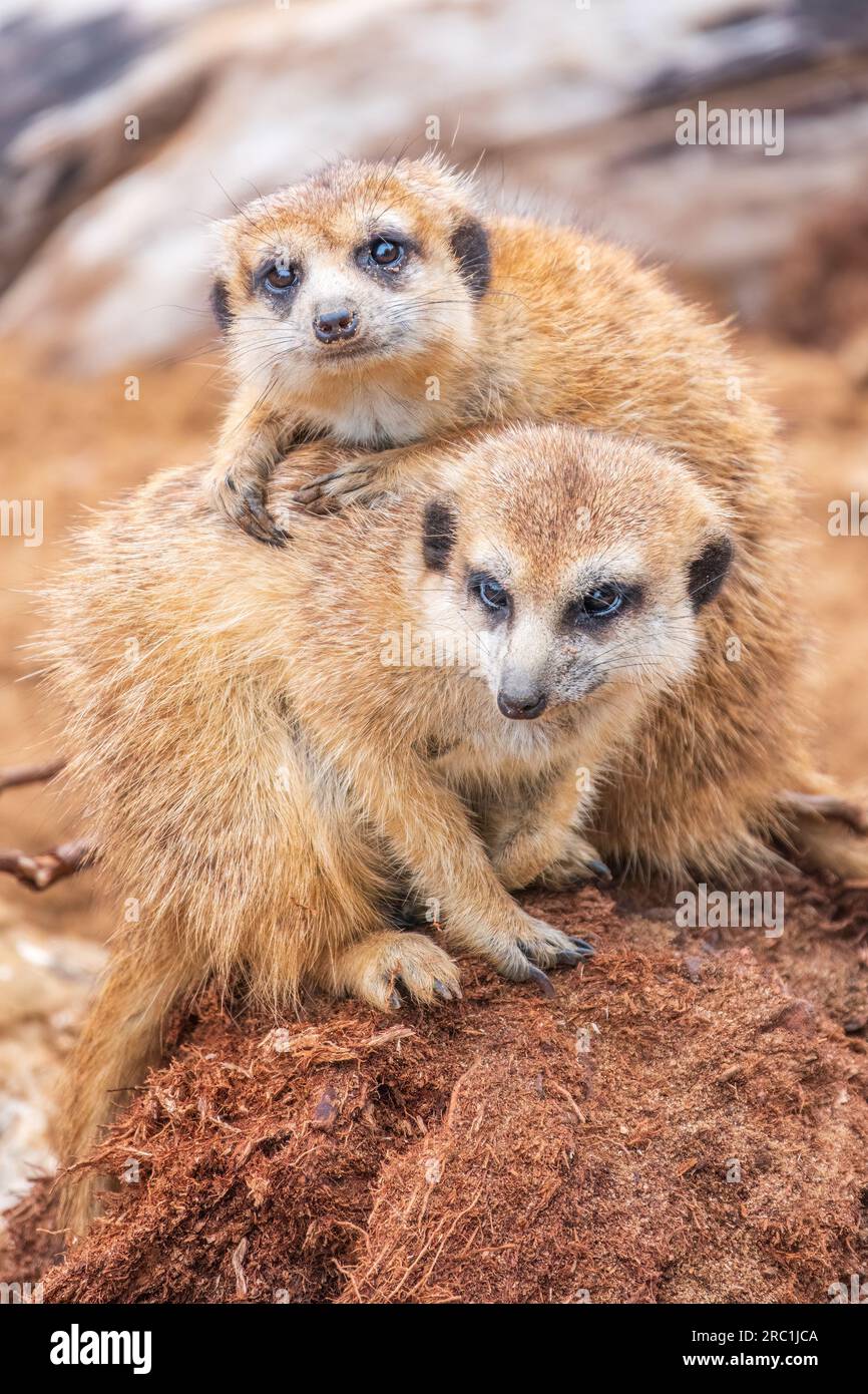 Meerkat Family