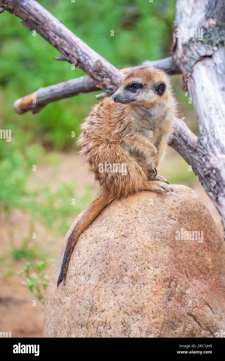 Meerkat ,Suricata suricatta, on hind legs. Portrait of meerkat standing ...
