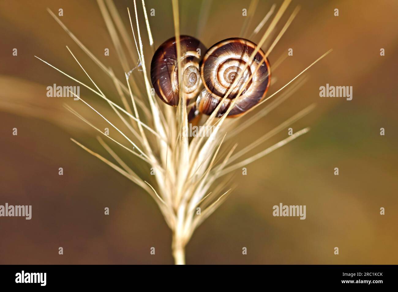 Charming little snails, summer, Germany Stock Photo - Alamy
