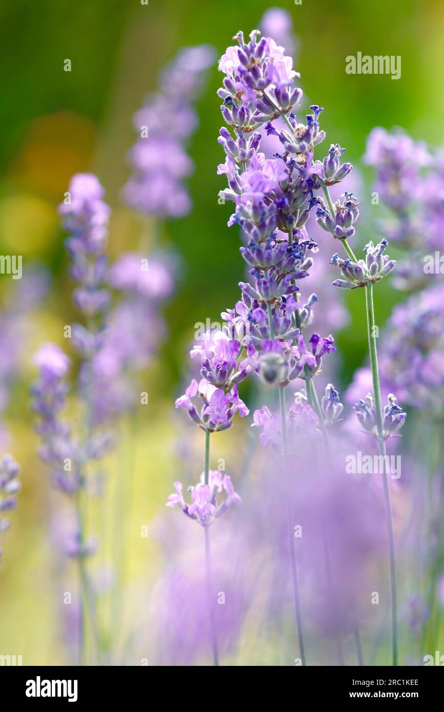 Lavender (Lavandula angustifolia) flower, summer, Germany Stock Photo ...