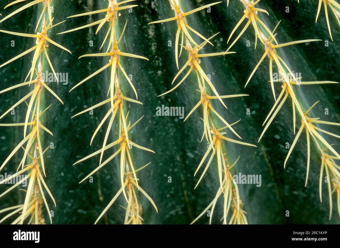 Gold ball hedgehog cactus, Mexico Echinocactus grusoni, golden barrel ...
