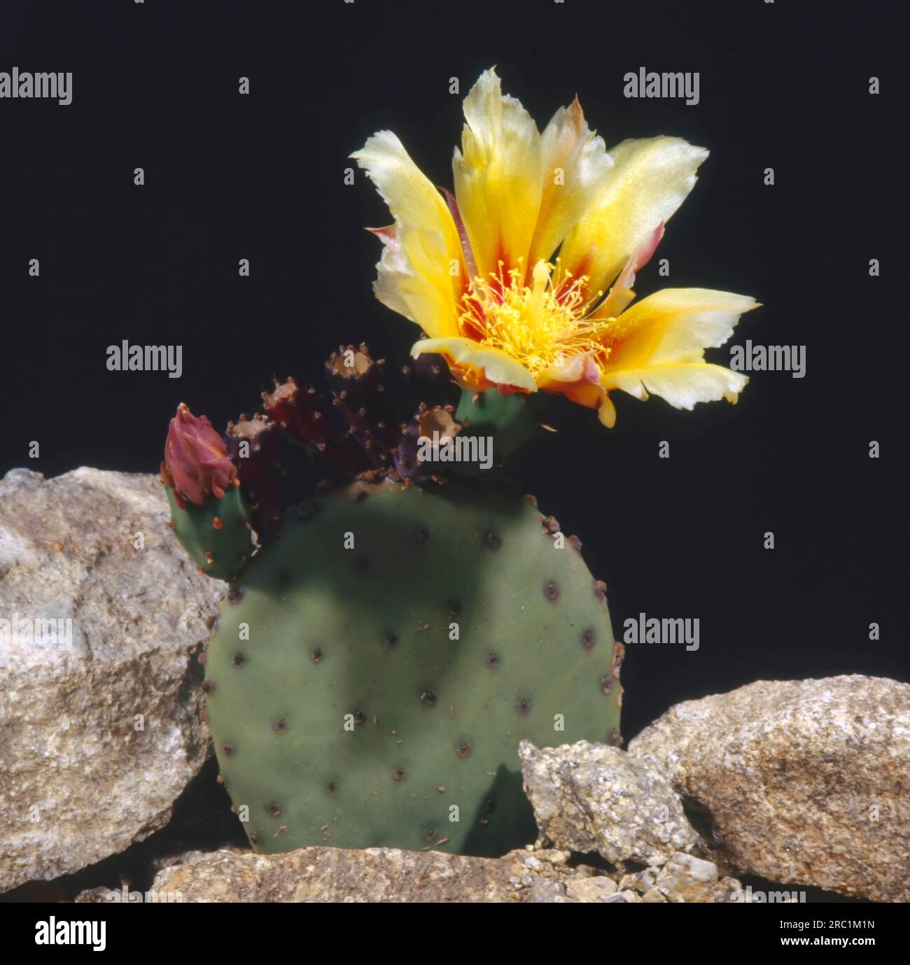 Cactus pears, prickly pears (Opuntia ficus-indica Stock Photo - Alamy