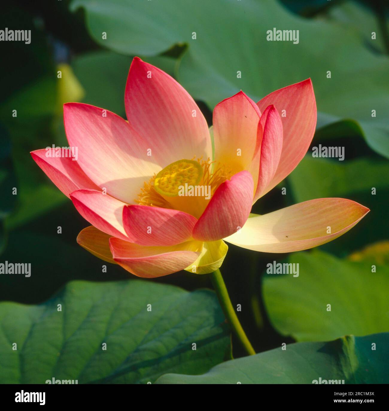 Indian lotus (Nelumbo nucifera), Indian lotus, lotus Stock Photo - Alamy