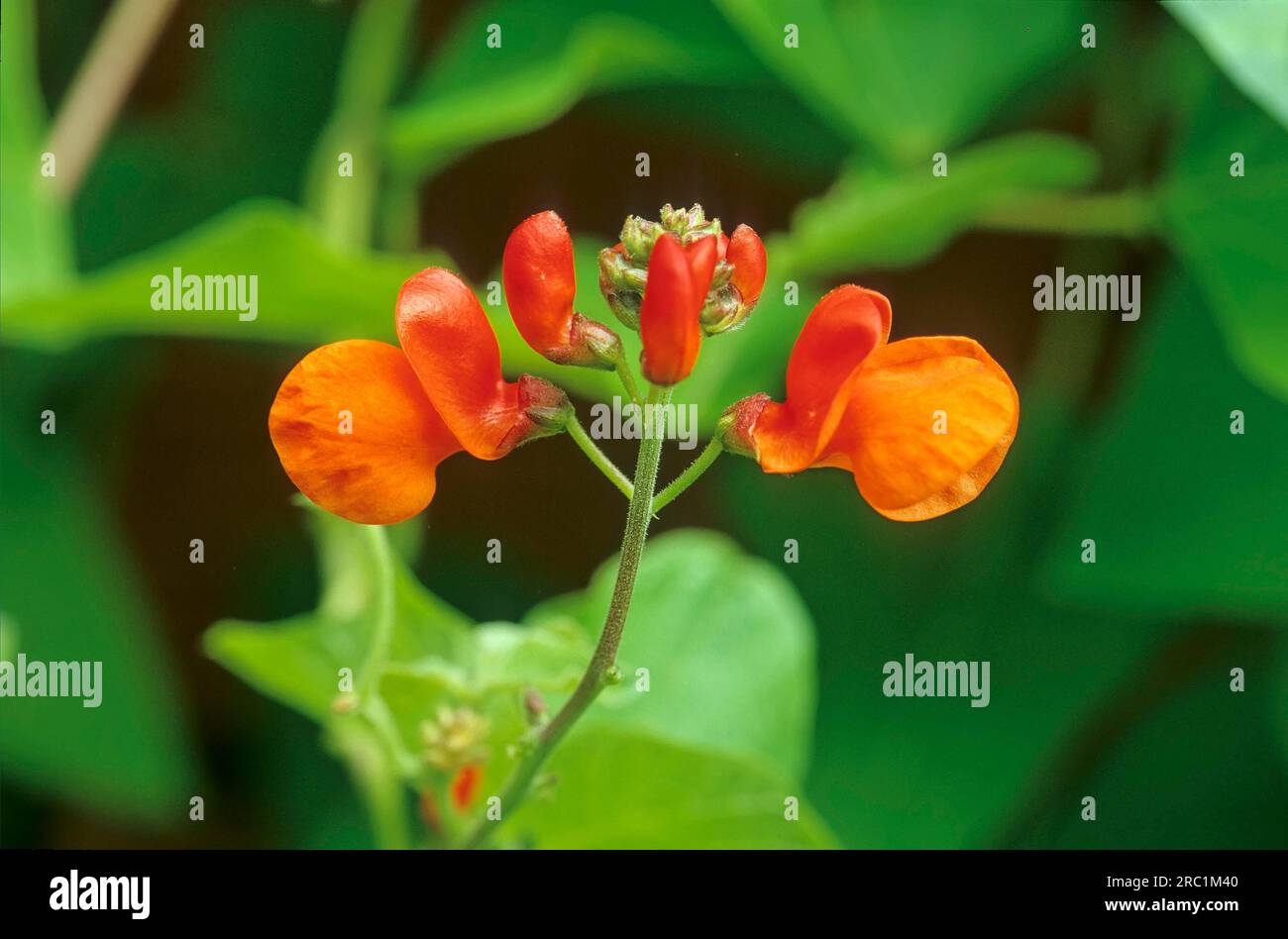Scarlet runner bean (Phaseolus coccineus Stock Photo - Alamy