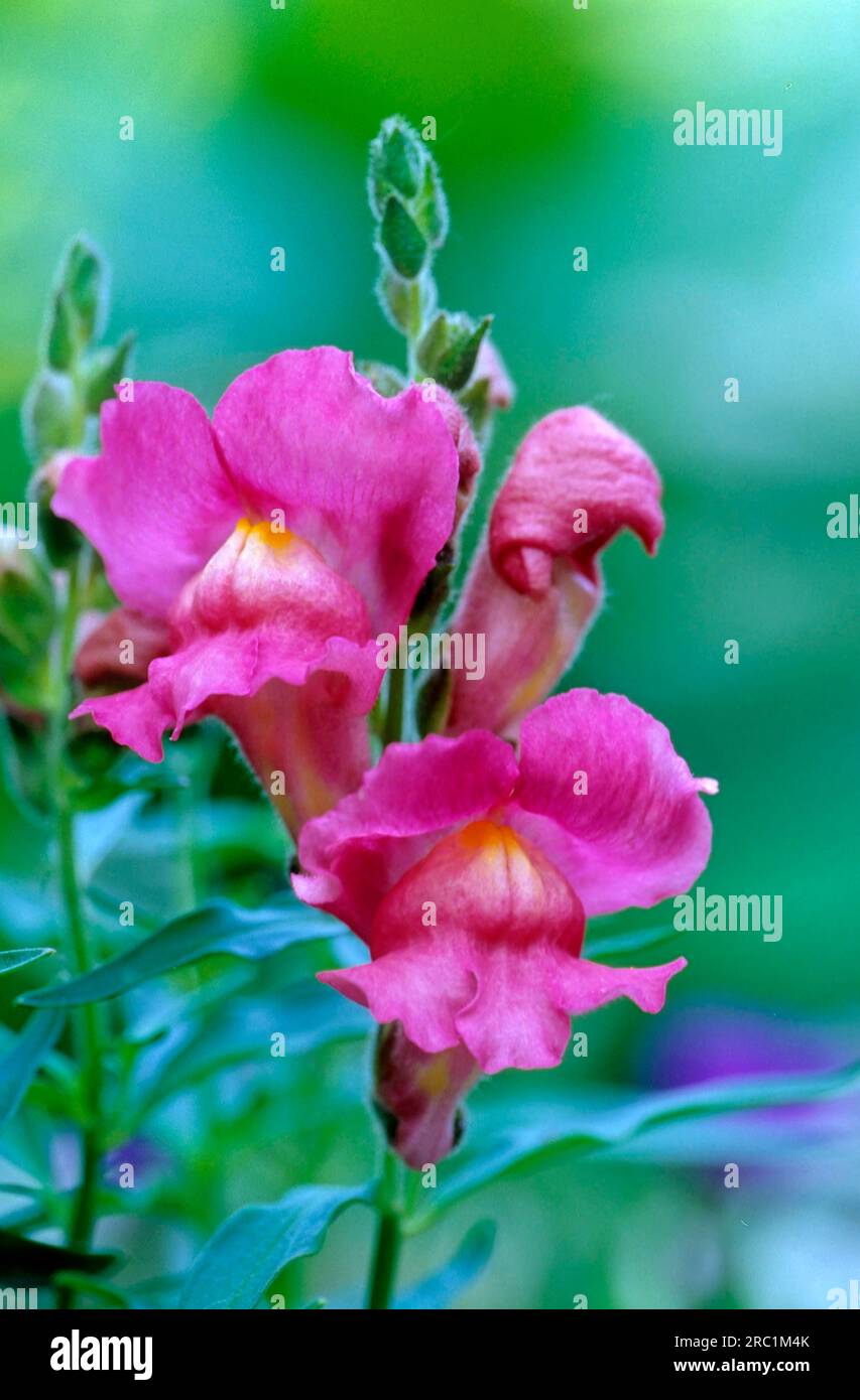 Common snapdragon (Antirrhinum majus) Garden snapdragon Stock Photo - Alamy