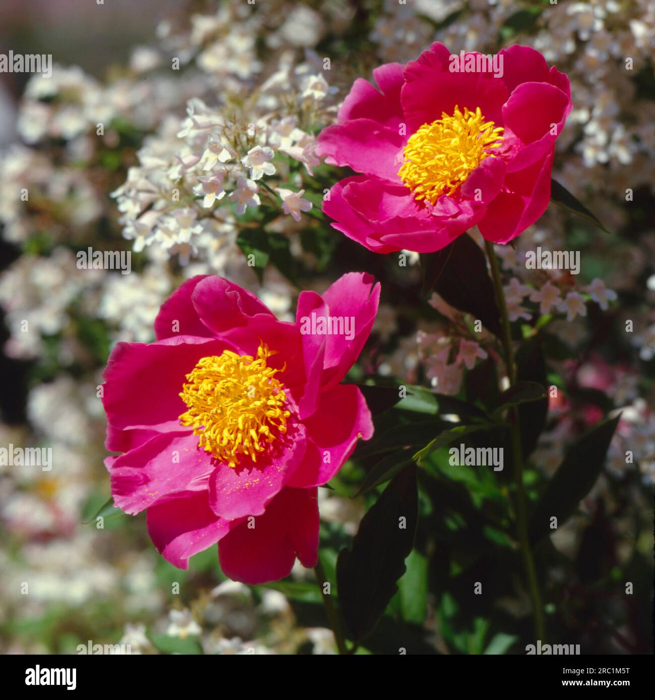 Peony, european peony (Paeonia officinalis), Benedictine Rose Stock ...